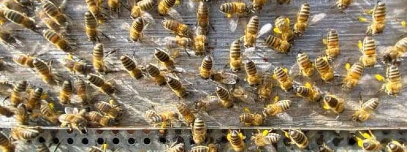 Connaître la biologie de la reine pour maîtriser l'élevage en apiculture