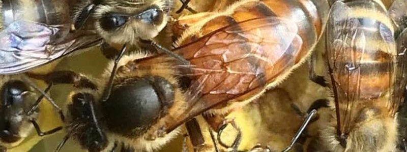 Comment fonctionne une ruche éleveuse de reines d'abeilles ? ANERCEA